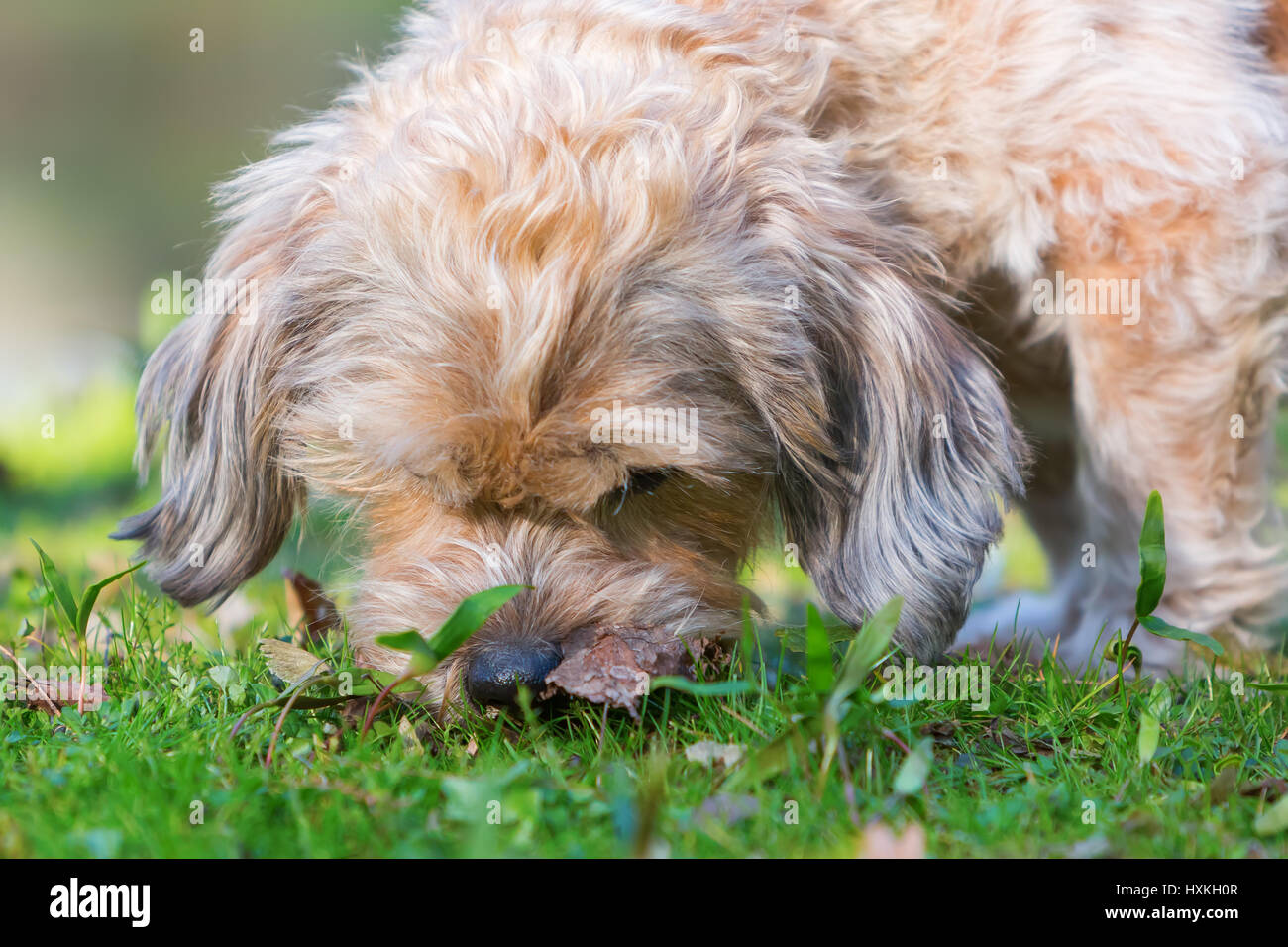 Sniffling High Resolution Stock Photography and Images - Alamy