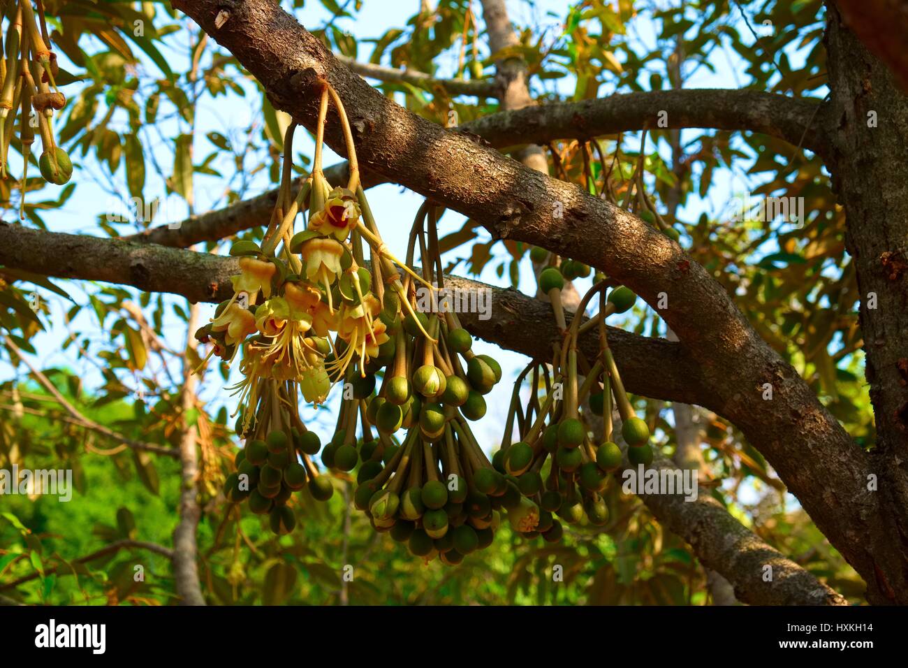 Cambodian tree hi-res stock photography and images - Alamy