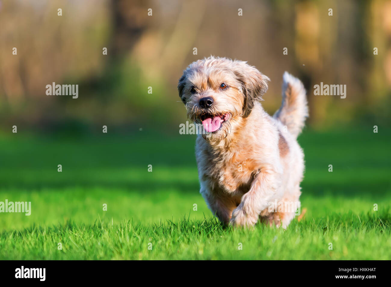 picture of a cute older dog running on the meadow Stock Photo - Alamy
