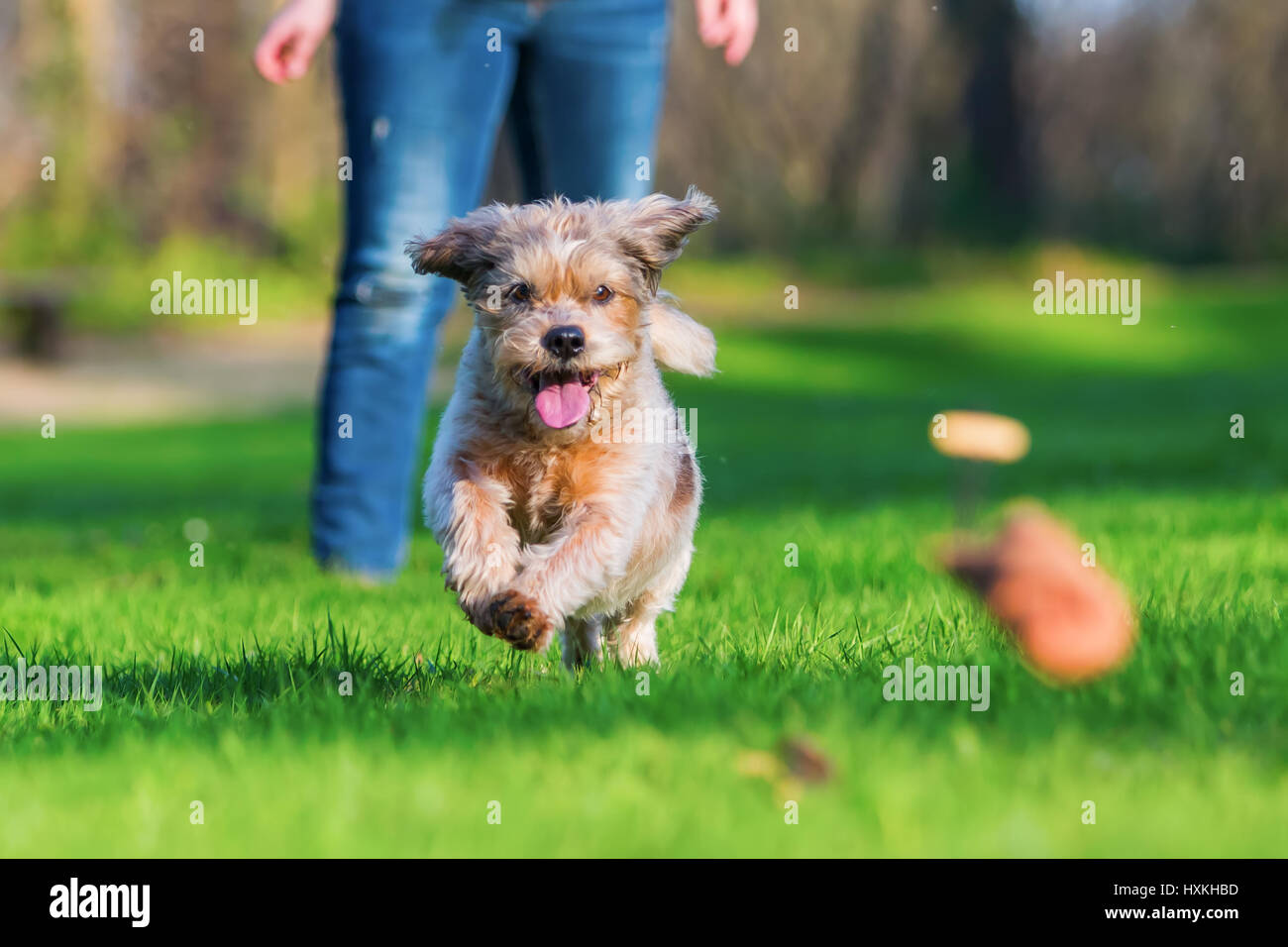 picture of a cute older dog running on the meadow Stock Photo - Alamy