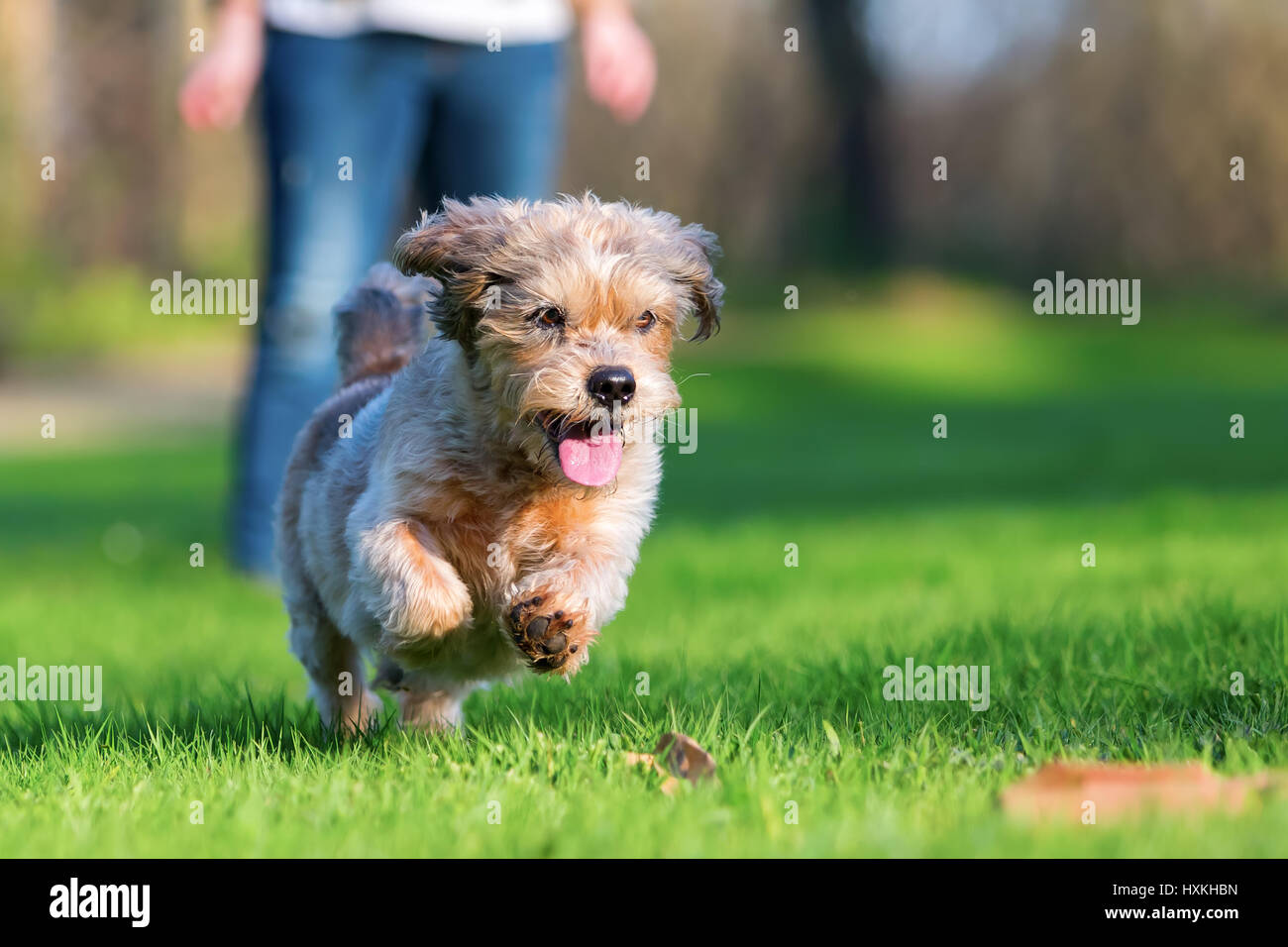 picture of a cute older dog running on the meadow Stock Photo - Alamy