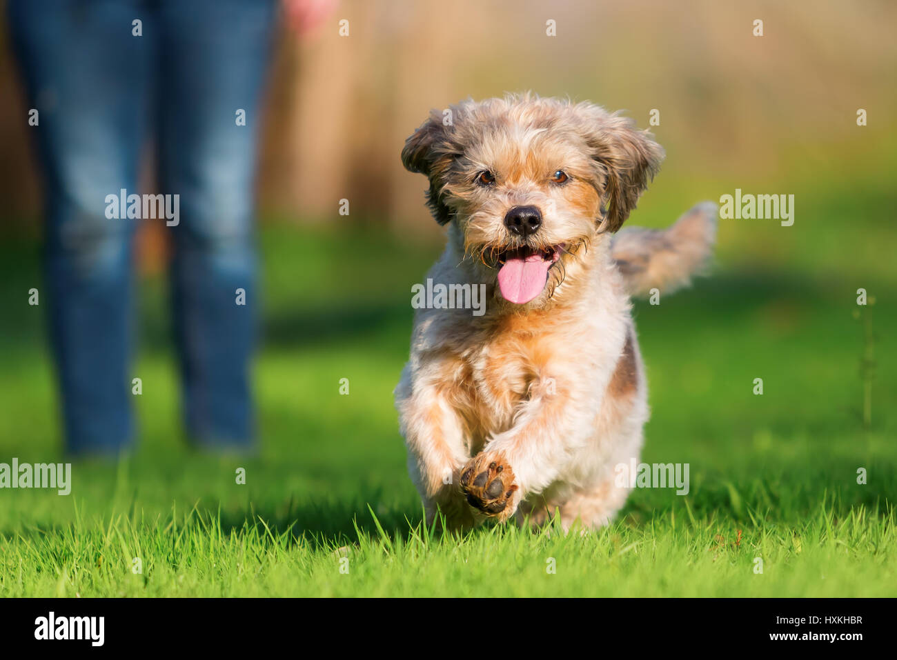picture of a cute older dog running on the meadow Stock Photo - Alamy