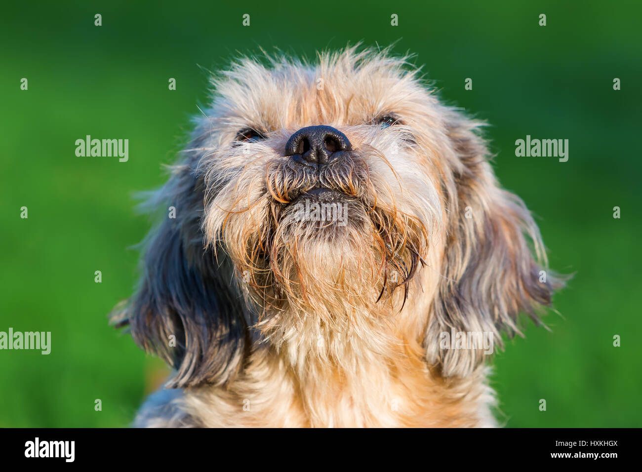 portrait picture of a cute old dog Stock Photo - Alamy