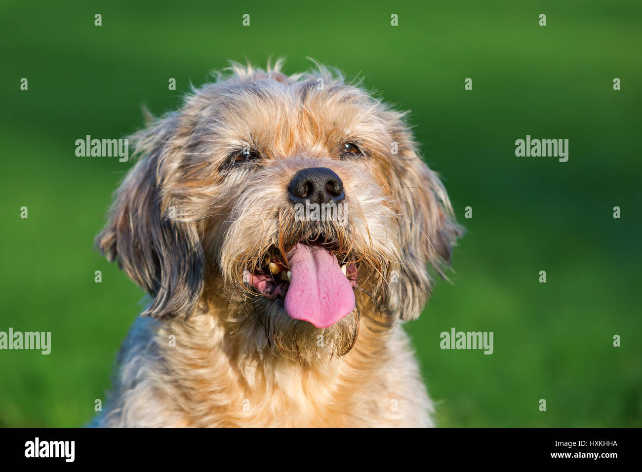 portrait picture of a cute old dog Stock Photo - Alamy