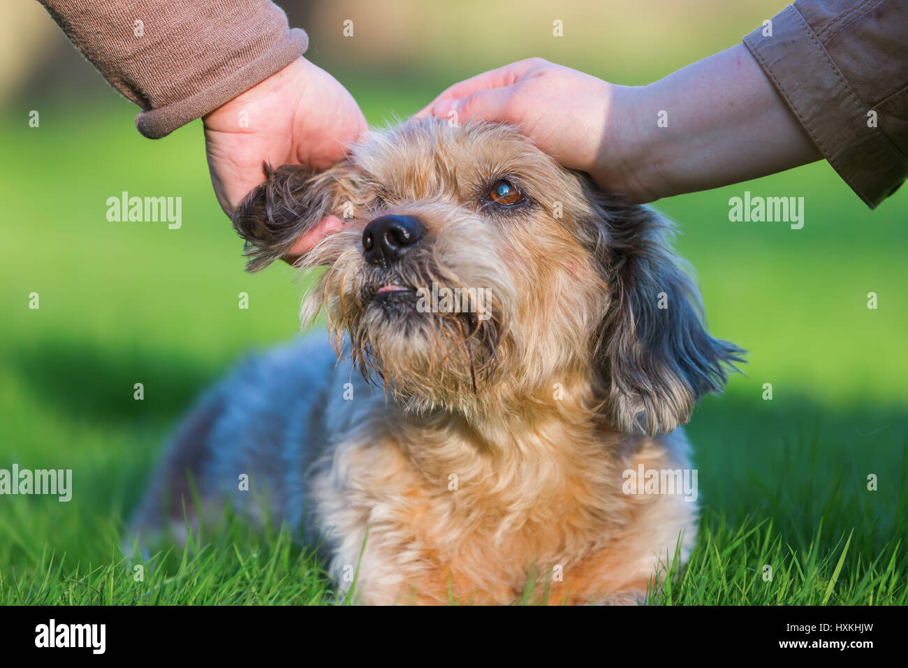 picture of the hands of two women stroking a cute dog Stock Photo - Alamy