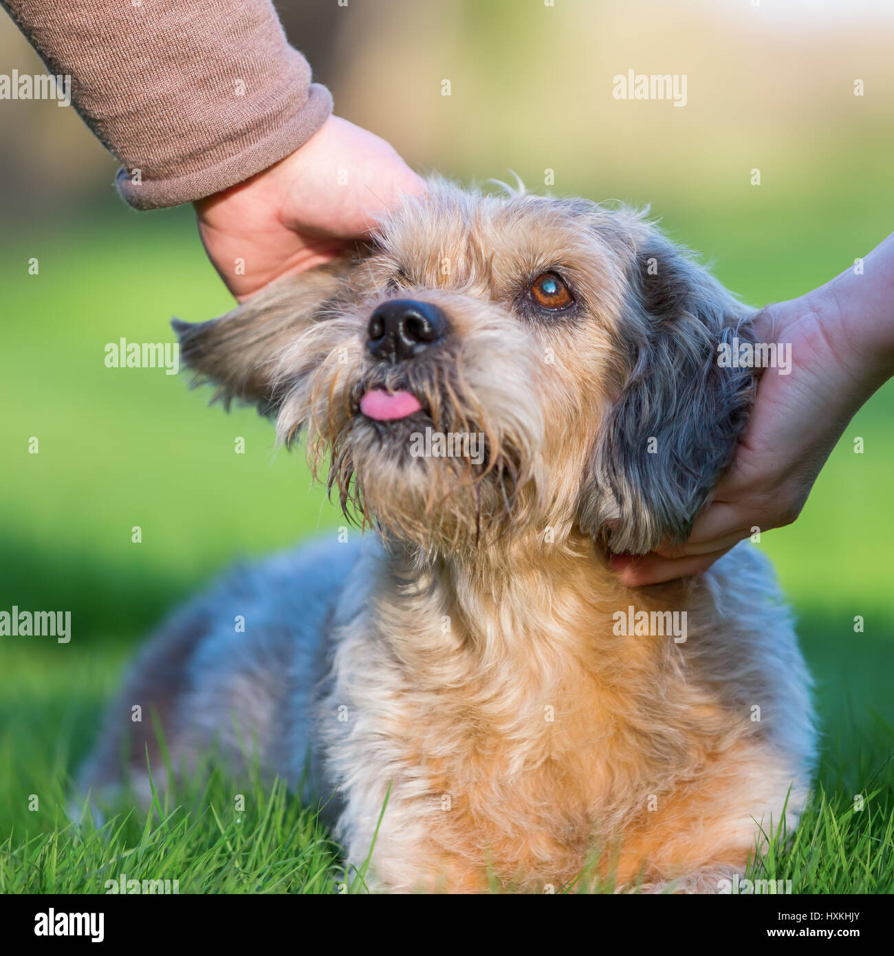 picture of the hands of two women stroking a cute dog Stock Photo - Alamy