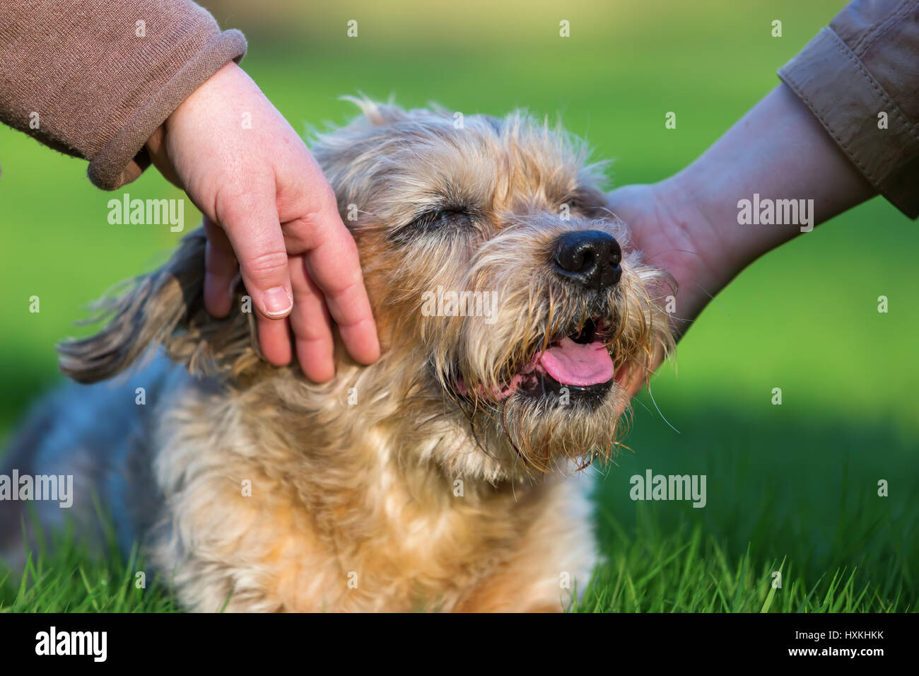 Hands stroke dog head hi-res stock photography and images - Alamy