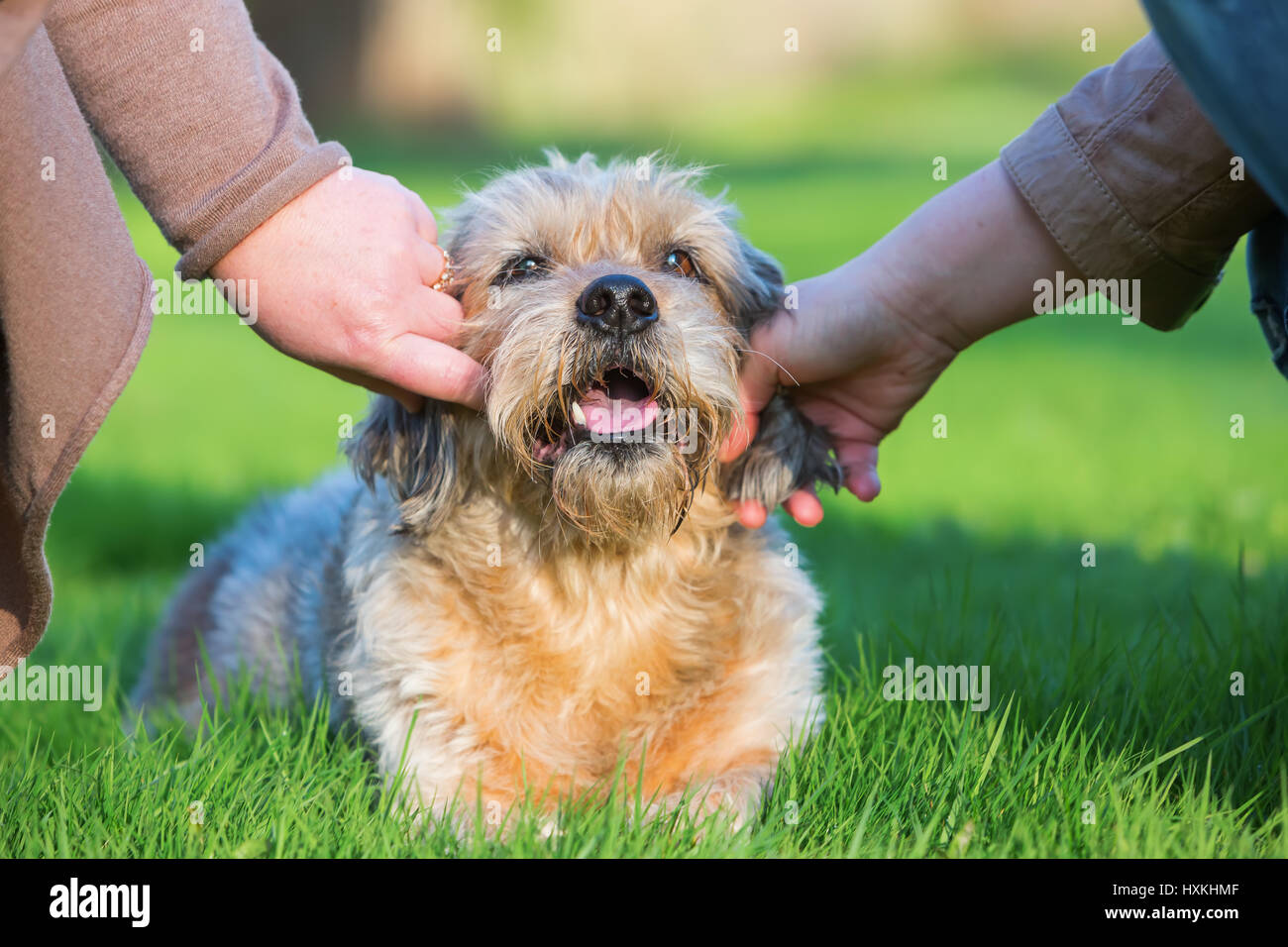 picture of the hands of two women stroking a cute dog Stock Photo - Alamy