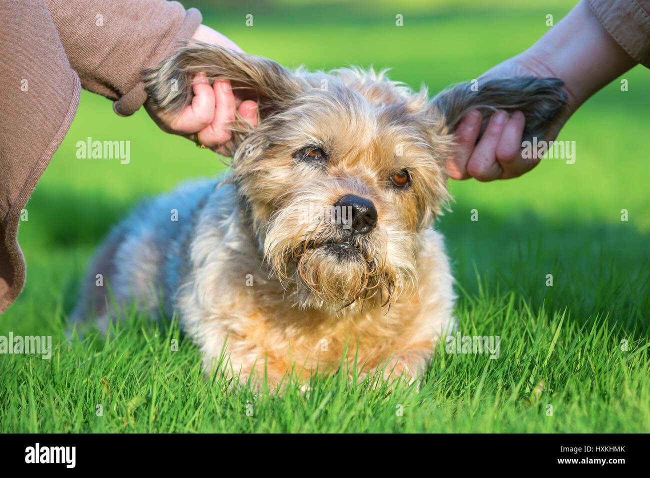 picture of the hands of two women stroking a cute dog Stock Photo - Alamy