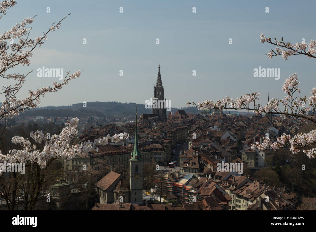 A photograph of some Japanese Cherry Blossoms in front of the old city ...