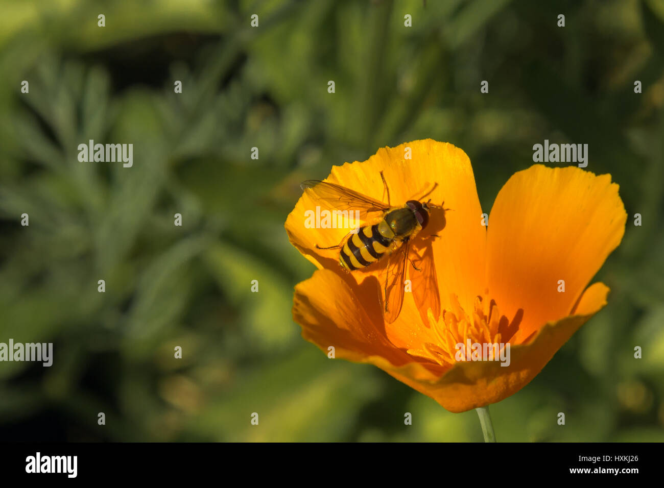 one yellow flower with insects on a summer sunny day in the village ...