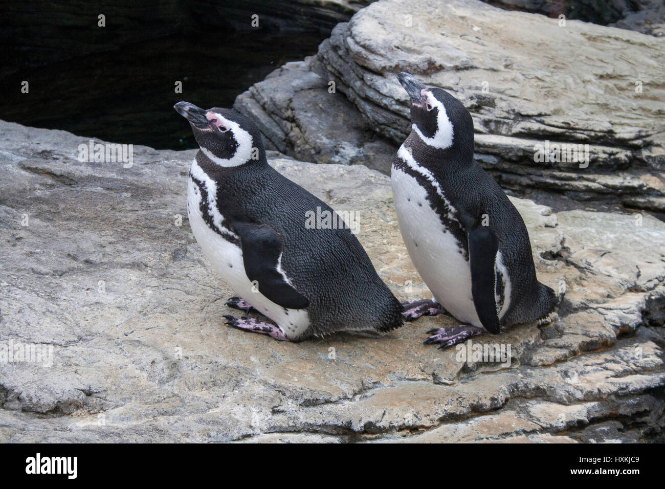 Two penguins close up view Stock Photo - Alamy