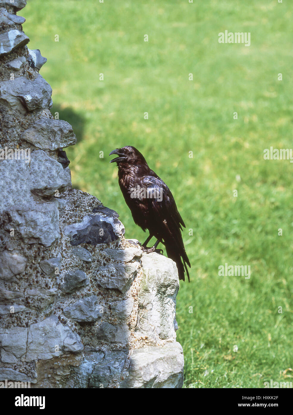 Crow uk hi-res stock photography and images - Alamy
