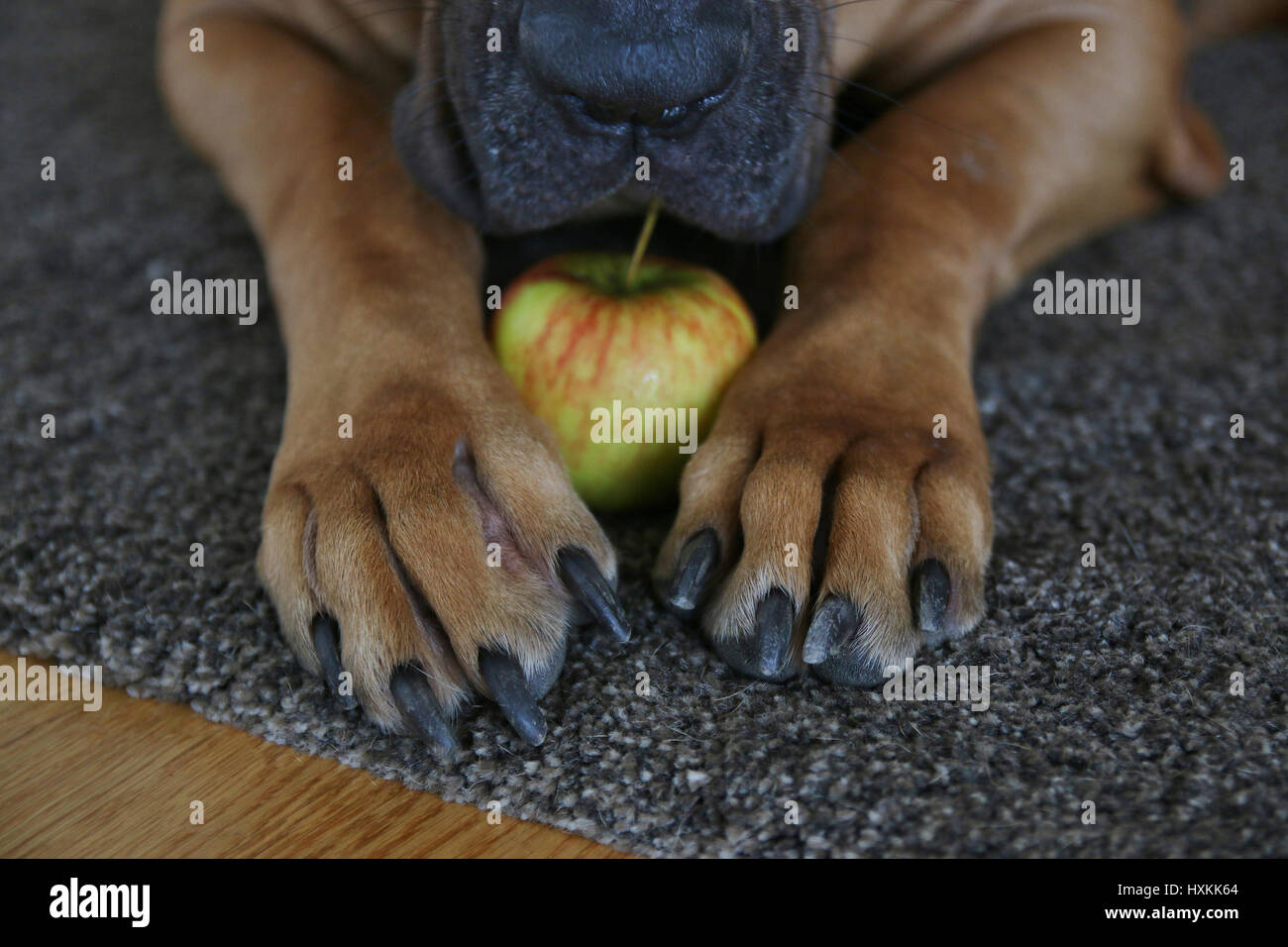 an apple and big paw of dog Stock Photo - Alamy