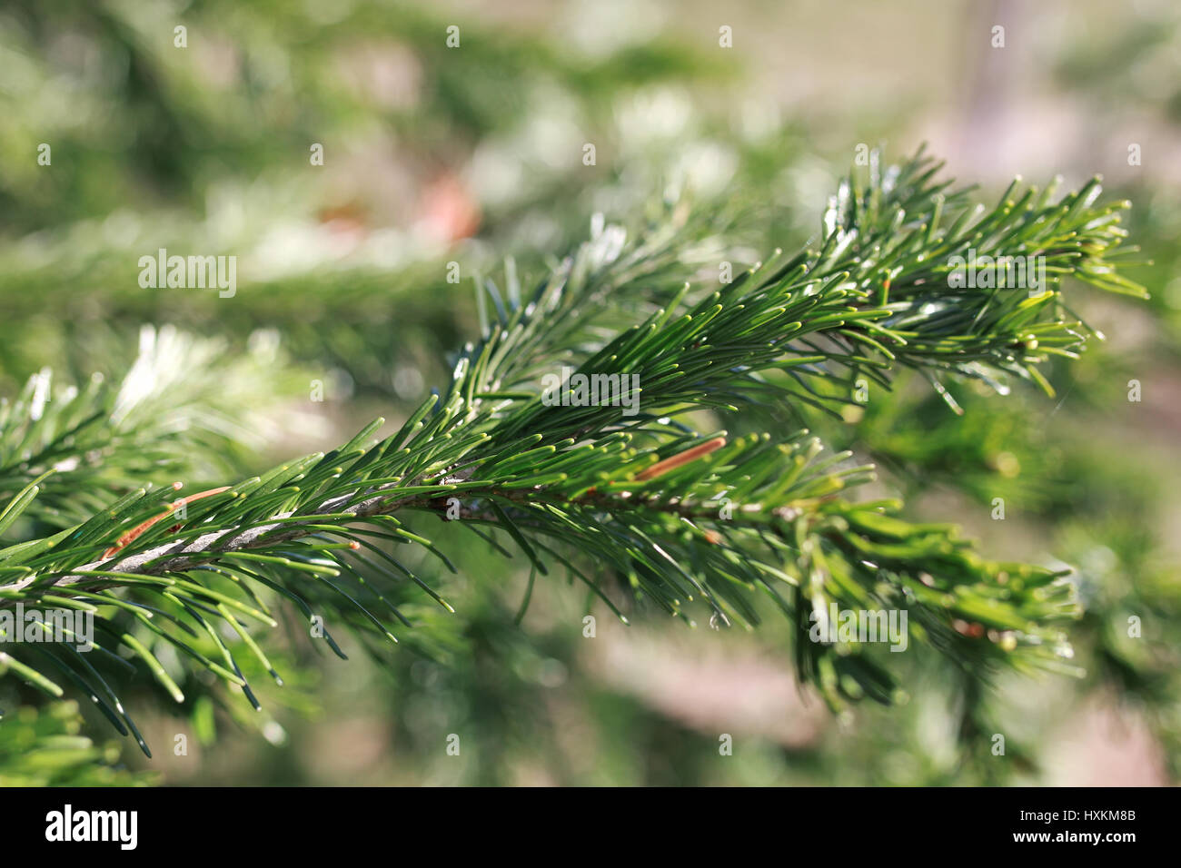 new life in spring brunch of tree Stock Photo - Alamy