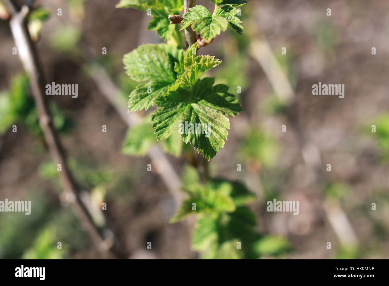 new life in spring brunch of tree Stock Photo - Alamy