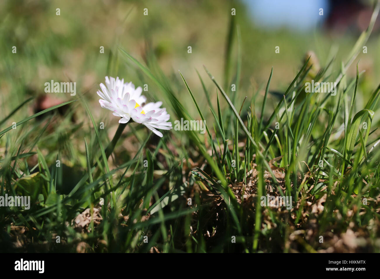 spring grass and flower Stock Photo - Alamy