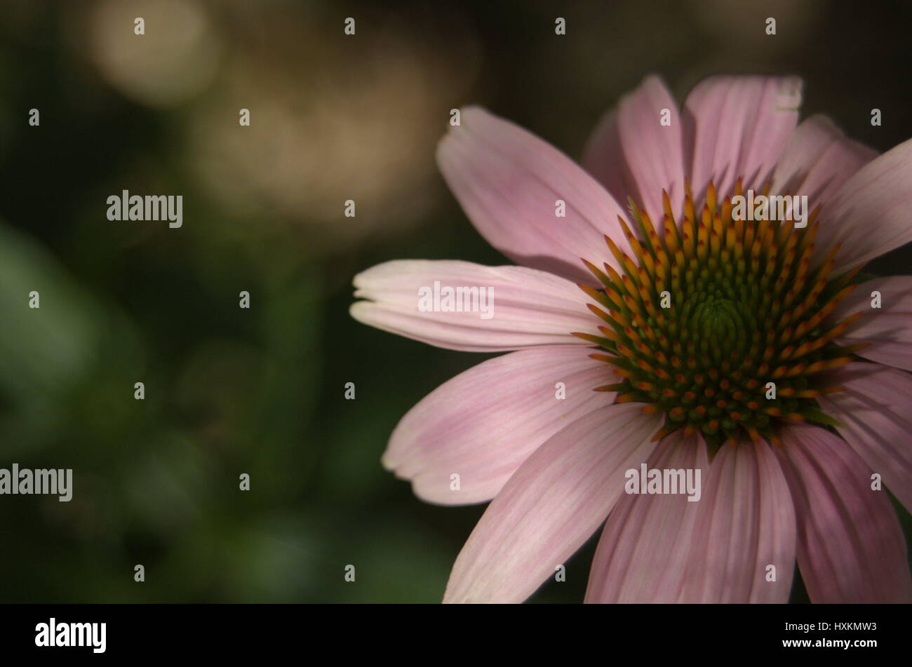 American cone flower hi-res stock photography and images - Alamy