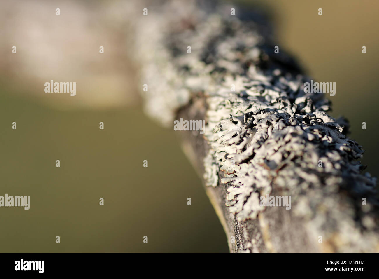 new life in spring brunch of tree Stock Photo - Alamy