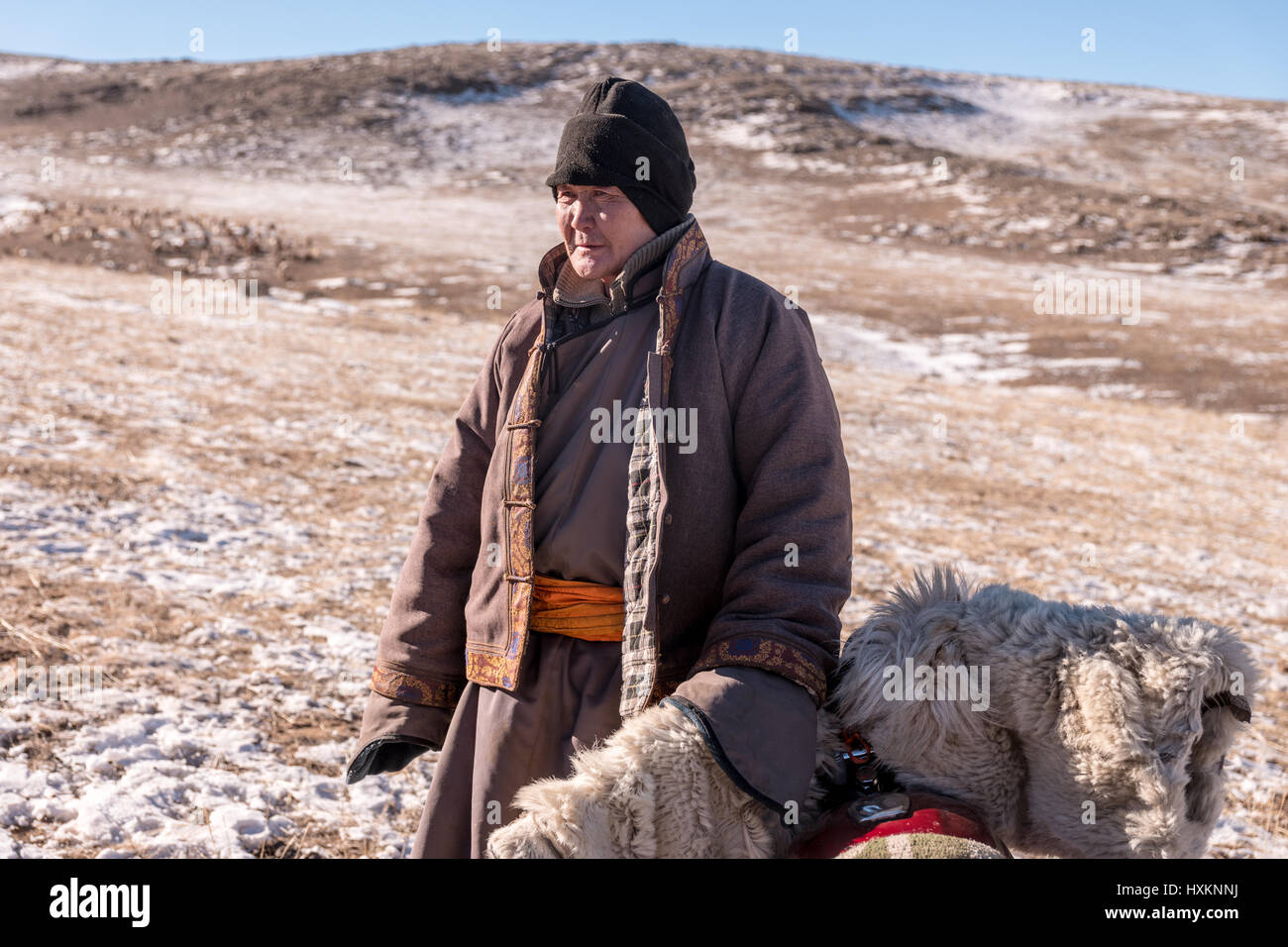 Mongolian sheep and goat herders in the Gobi Desert manage their flocks ...