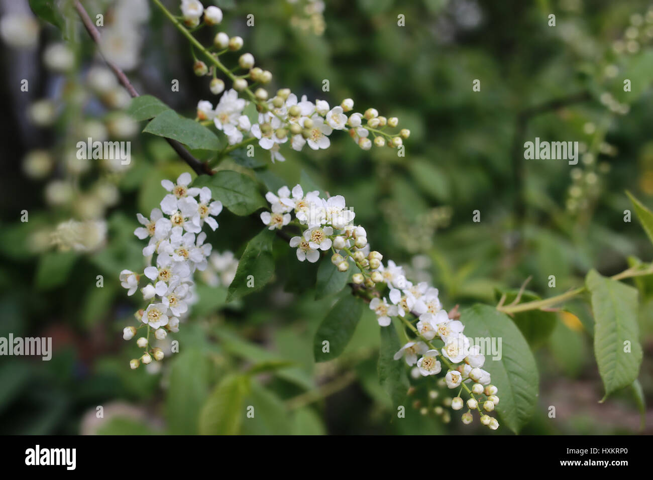 spring macro leaf and flower of new life Stock Photo - Alamy