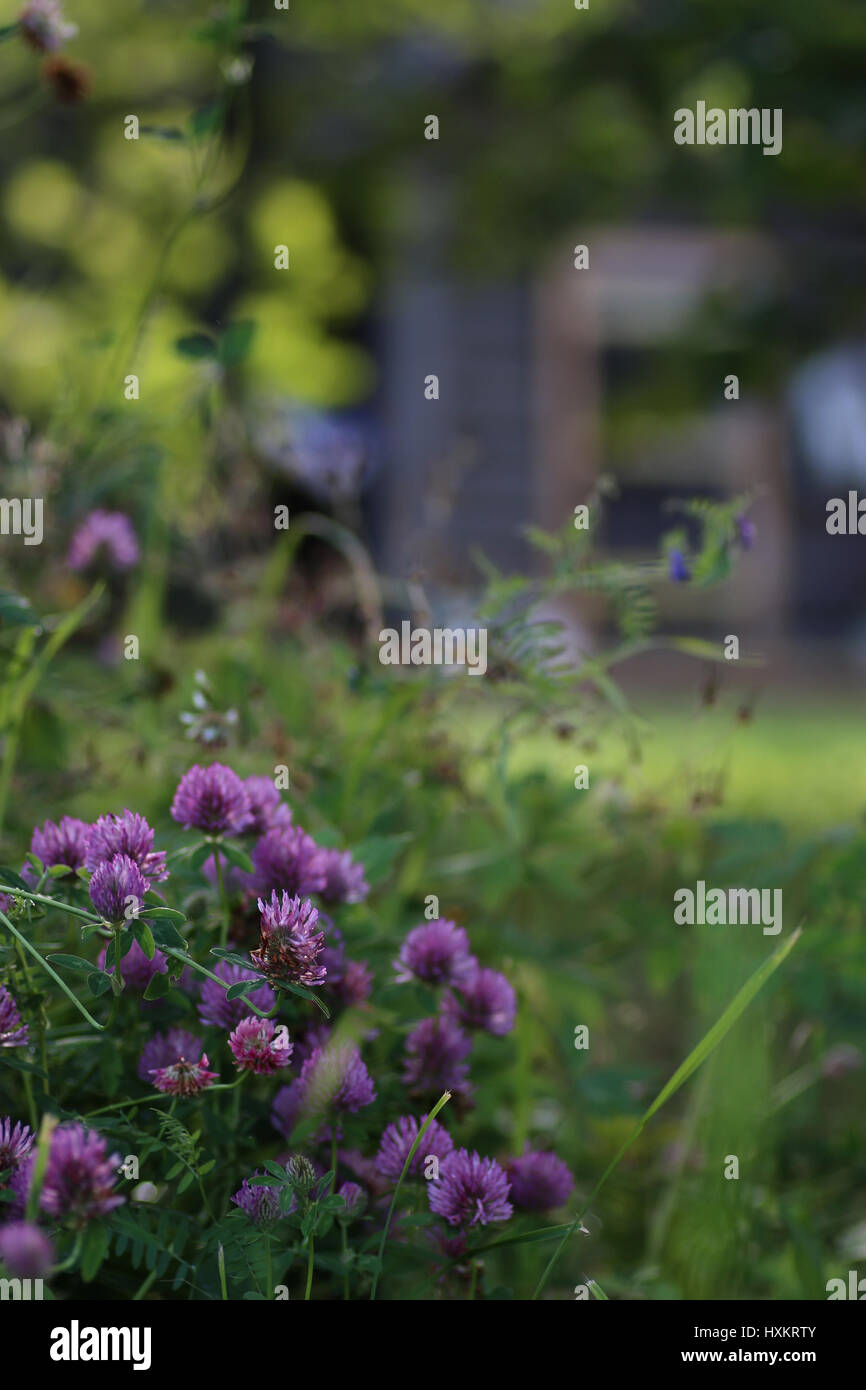 flower light from the sun in the field Stock Photo - Alamy