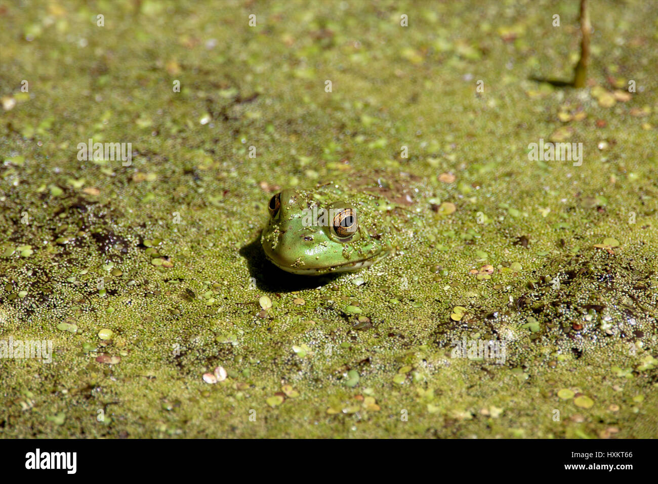 Bullfrog in Pond weed at Nisqually national Wildlife Refuge, Washington ...