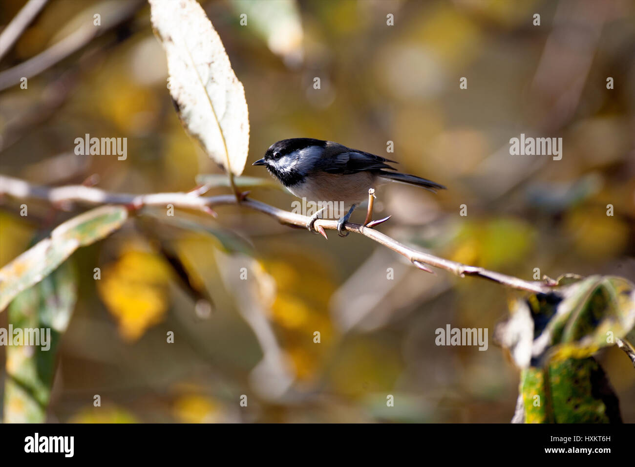 Black Capped Chickadee in Autumn colors perched on branch Stock Photo ...