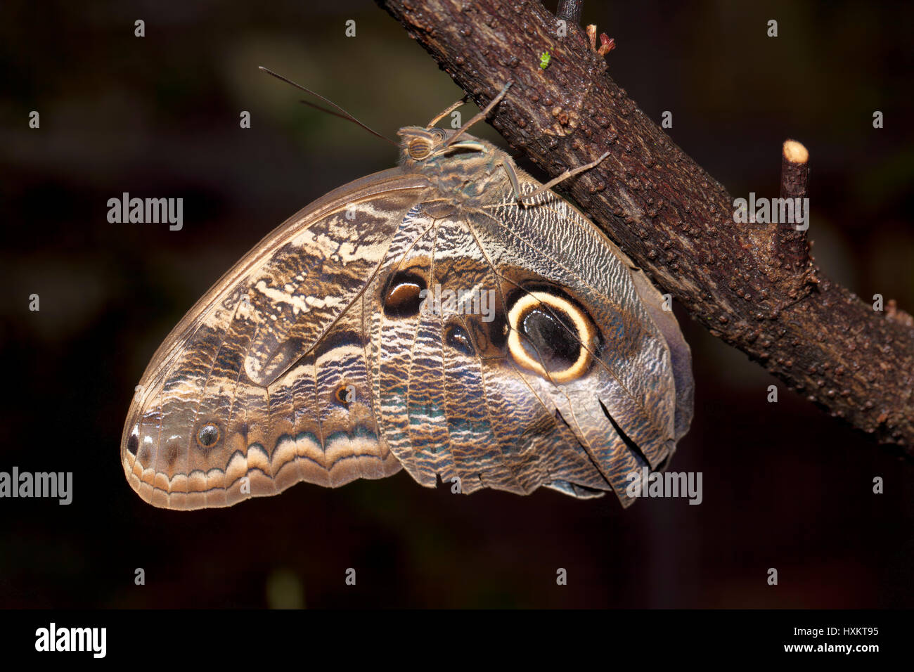 Snake head butterfly hi-res stock photography and images - Alamy