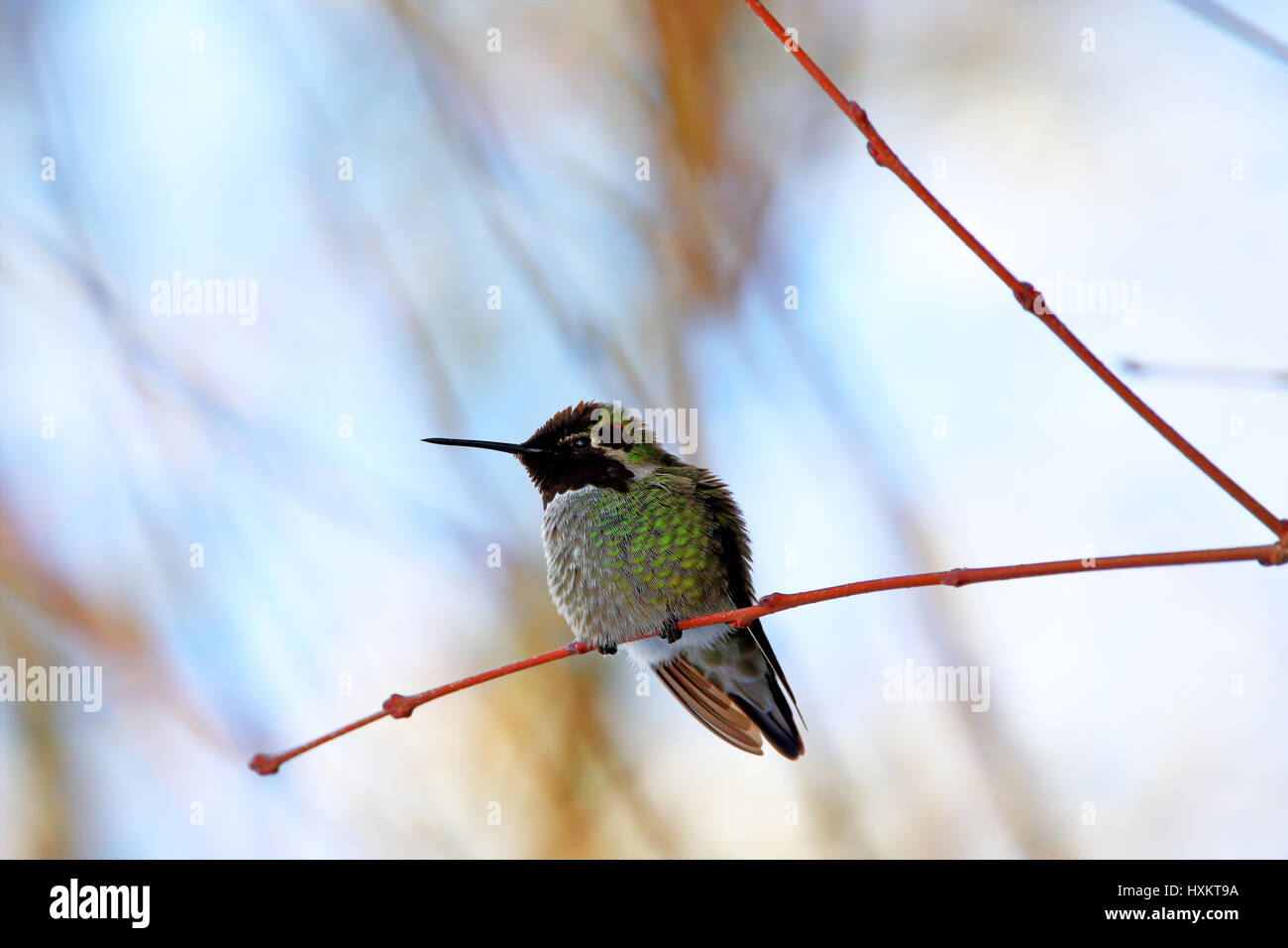 Hummingbird snow hi-res stock photography and images - Alamy