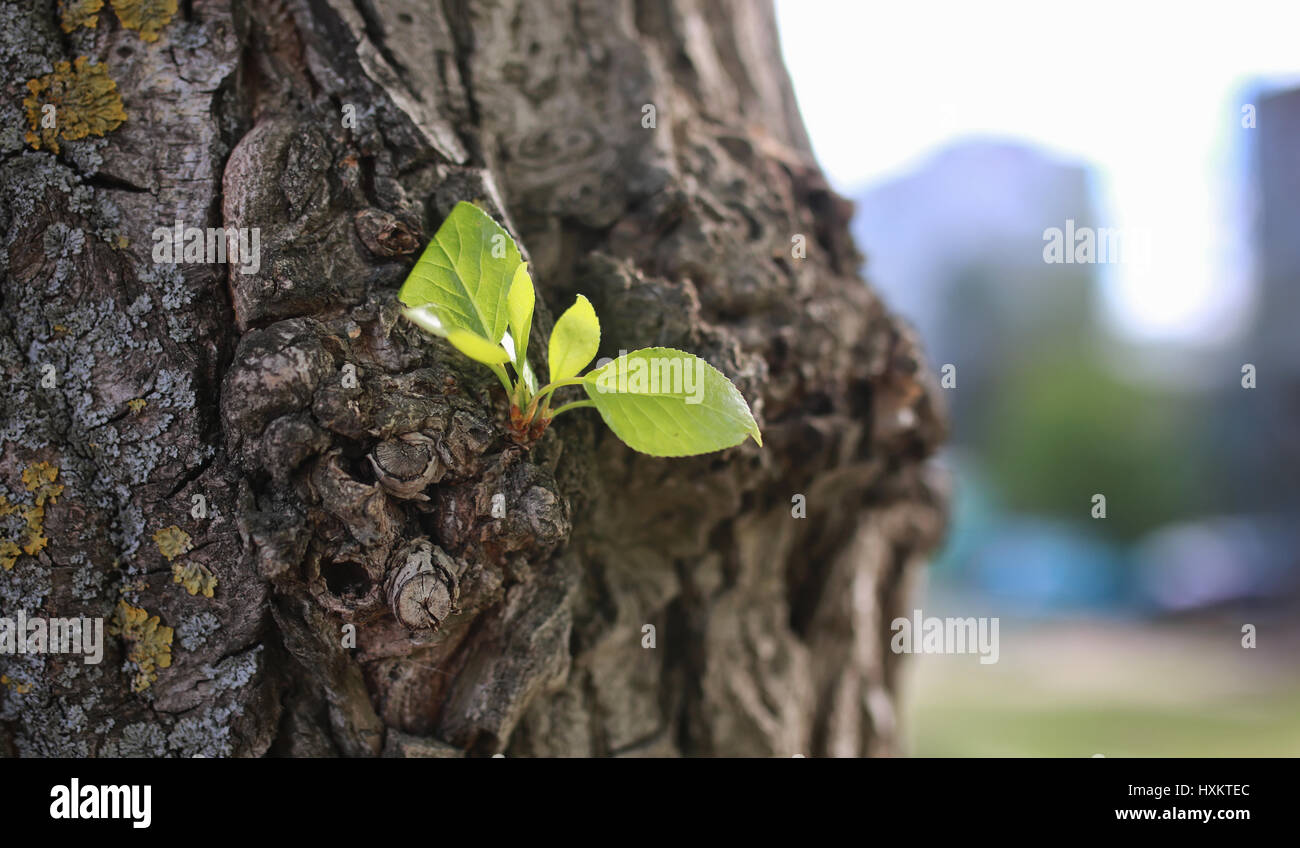 Bud break new leaves hi-res stock photography and images - Alamy