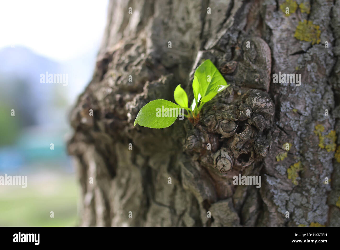 new leaf on tree Stock Photo - Alamy