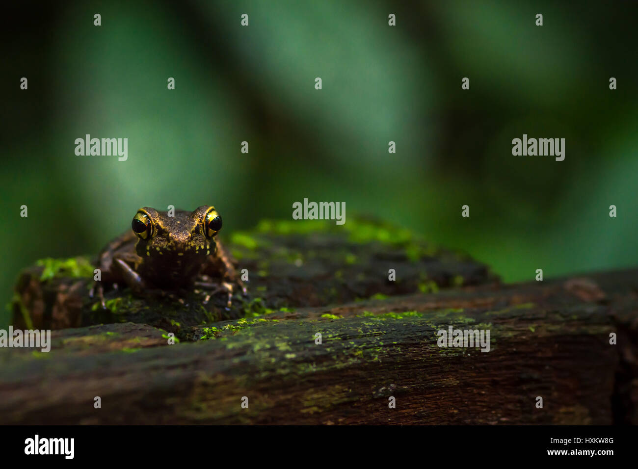 Close up of brown and gold detailed tropical frog on wooden post ...