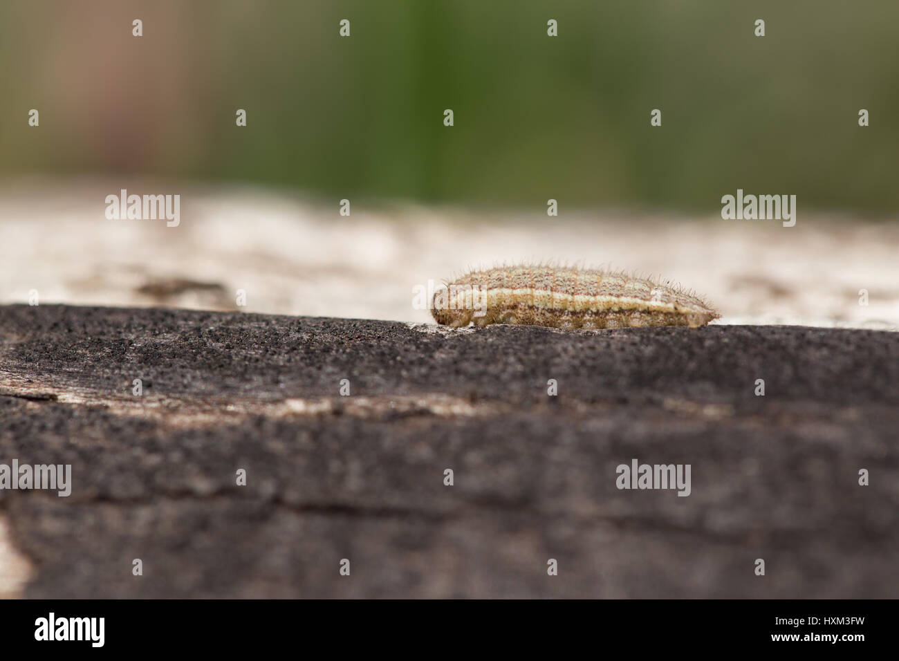 Aphantopus hyperantus caterpillar hi-res stock photography and images ...