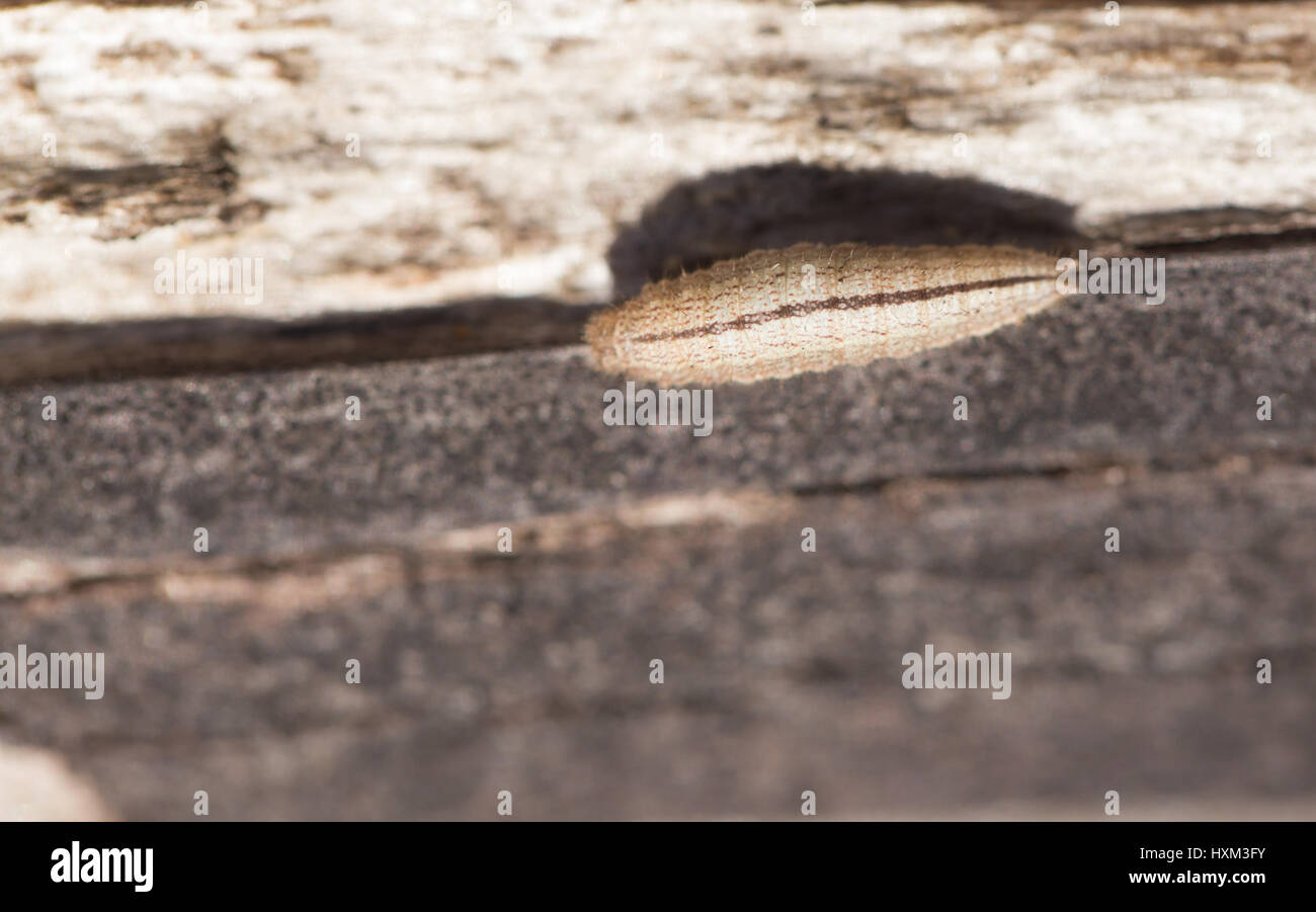 Ringlet butterfly larva Stock Photo - Alamy