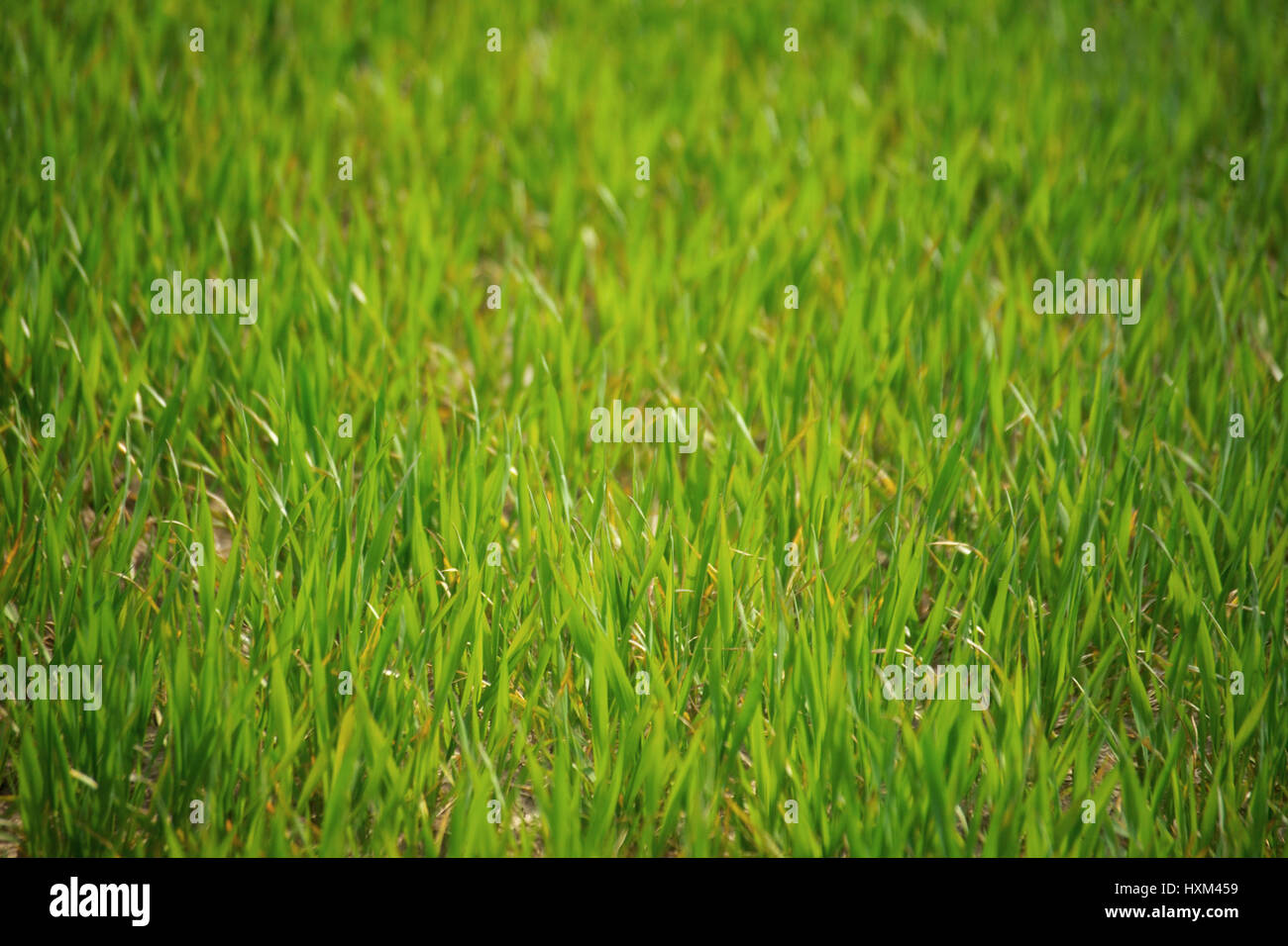 Green field / Field of long grass Stock Photo - Alamy