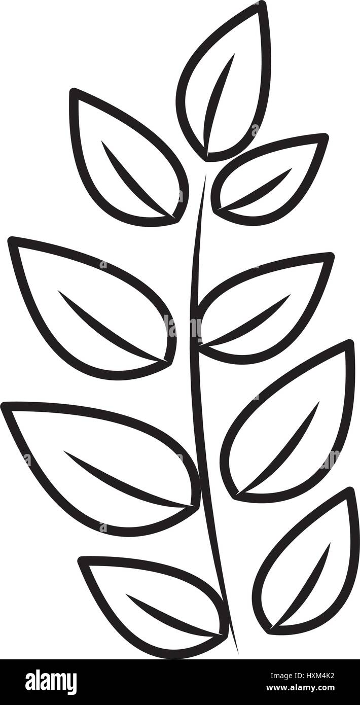 contour plant branch decoration design Stock Vector Image & Art - Alamy