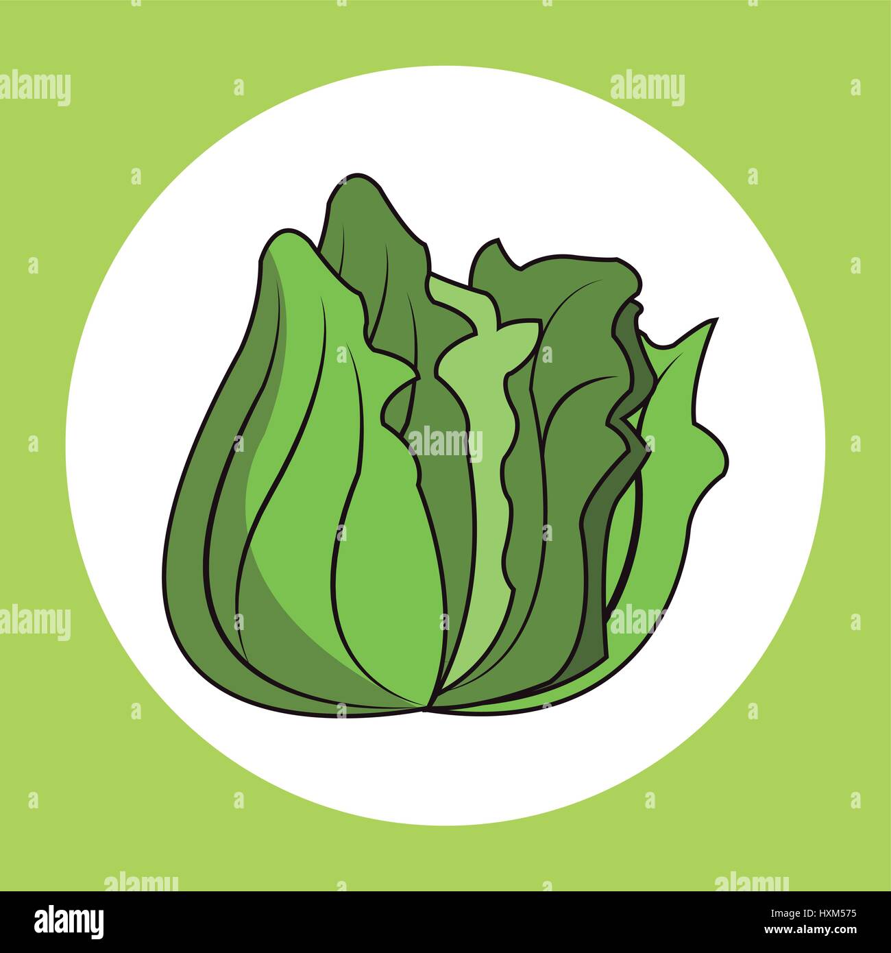 Bibb lettuce Stock Vector Images - Alamy