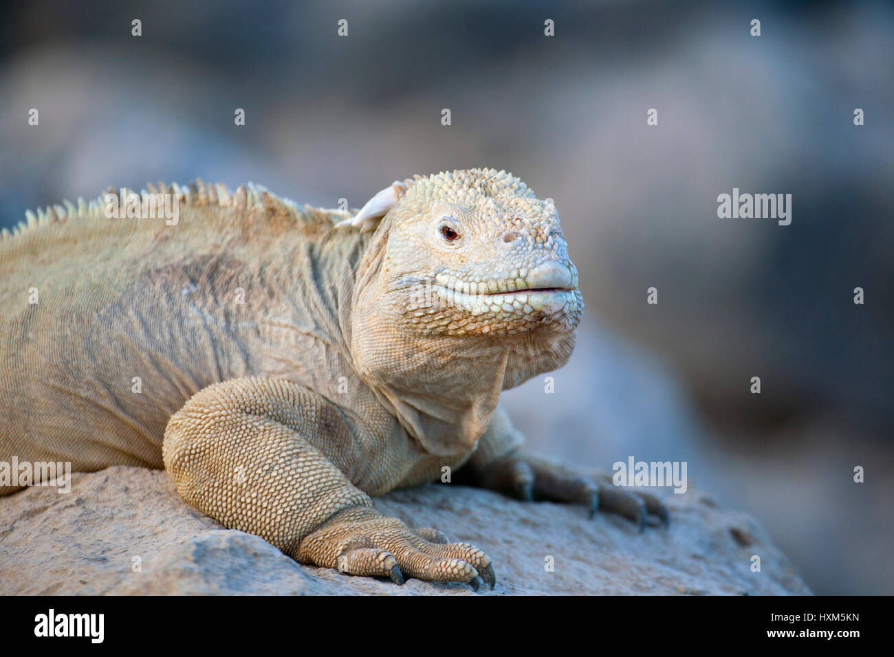 Santa Fe land iguana (Conolophus pallidus) in the Galapagos islands ...