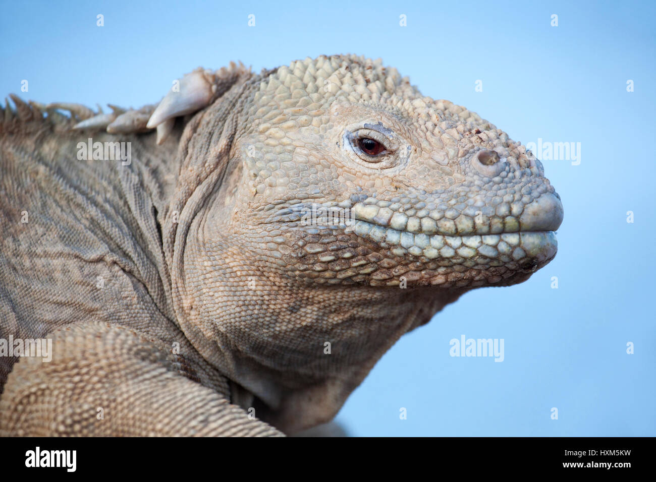 Santa Fe land iguana (Conolophus pallidus) in the Galapagos islands ...
