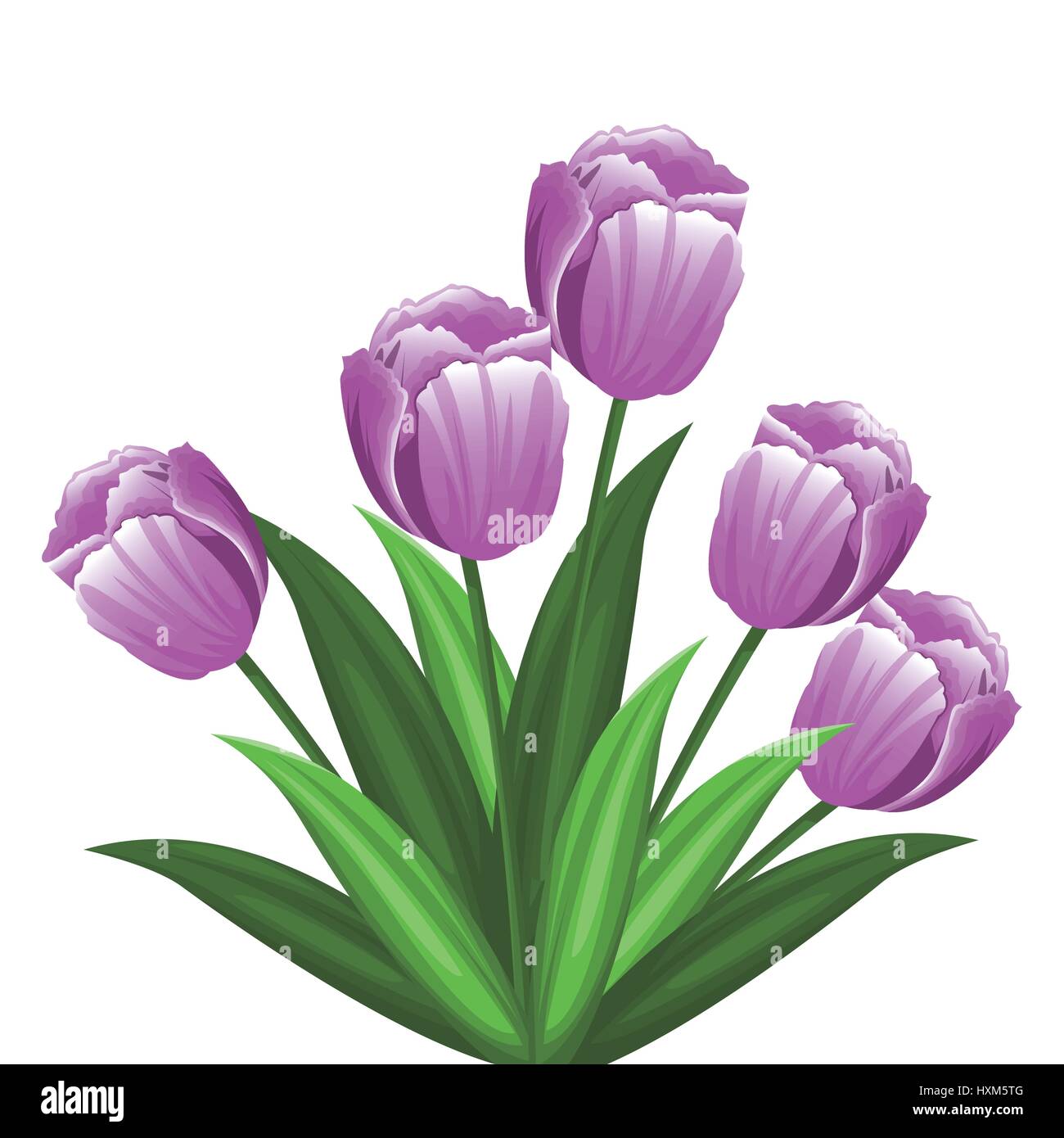purple tulip flowers decoration Stock Vector Image & Art - Alamy
