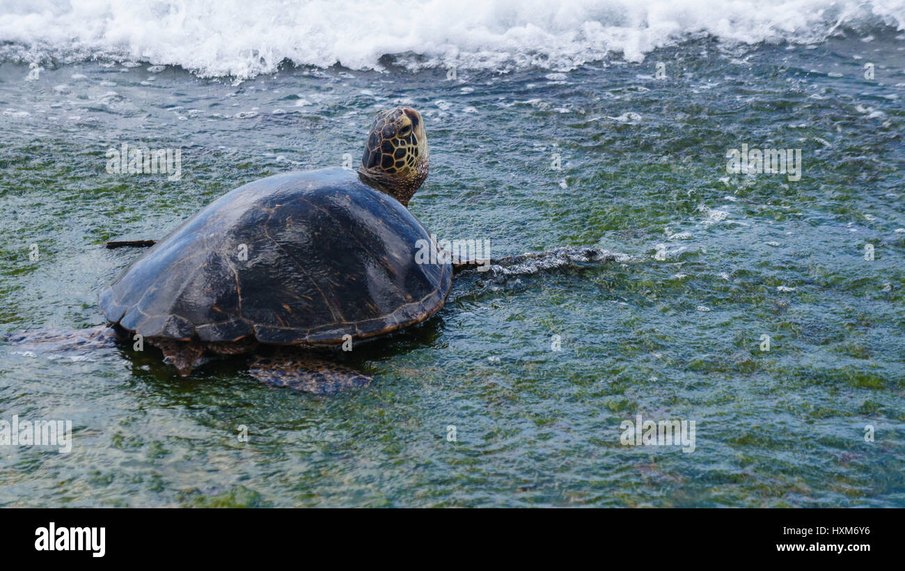 Hawaiian Sea Turtle in the Ocean with Waves Stock Photo - Alamy