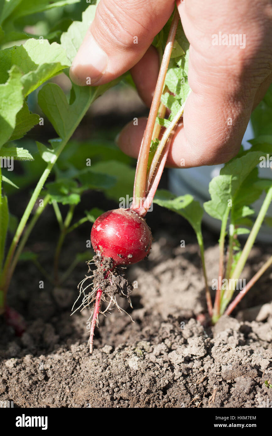 Radish in the hand Stock Photo - Alamy