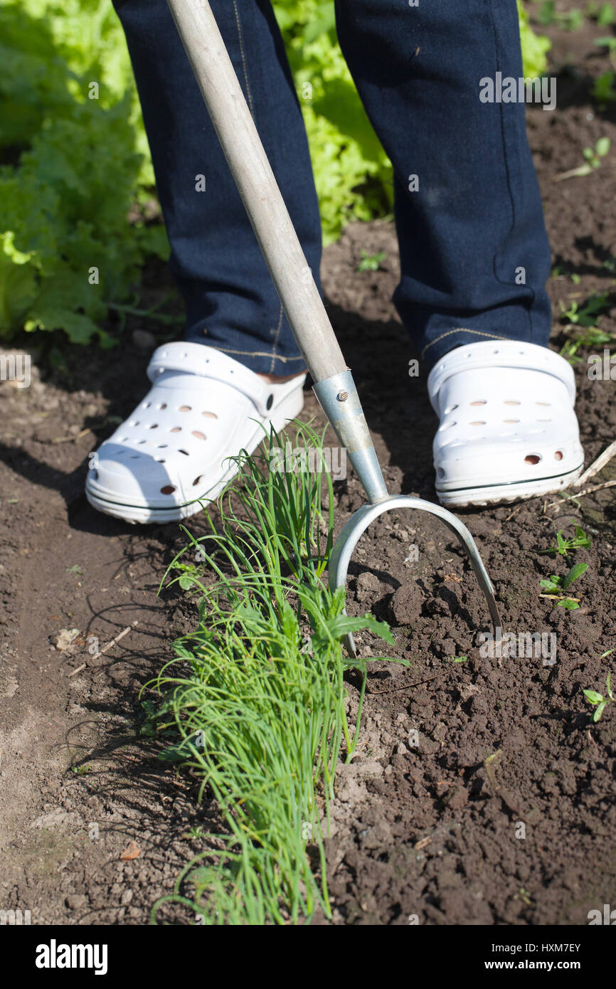 Weeding of small onions Stock Photo - Alamy
