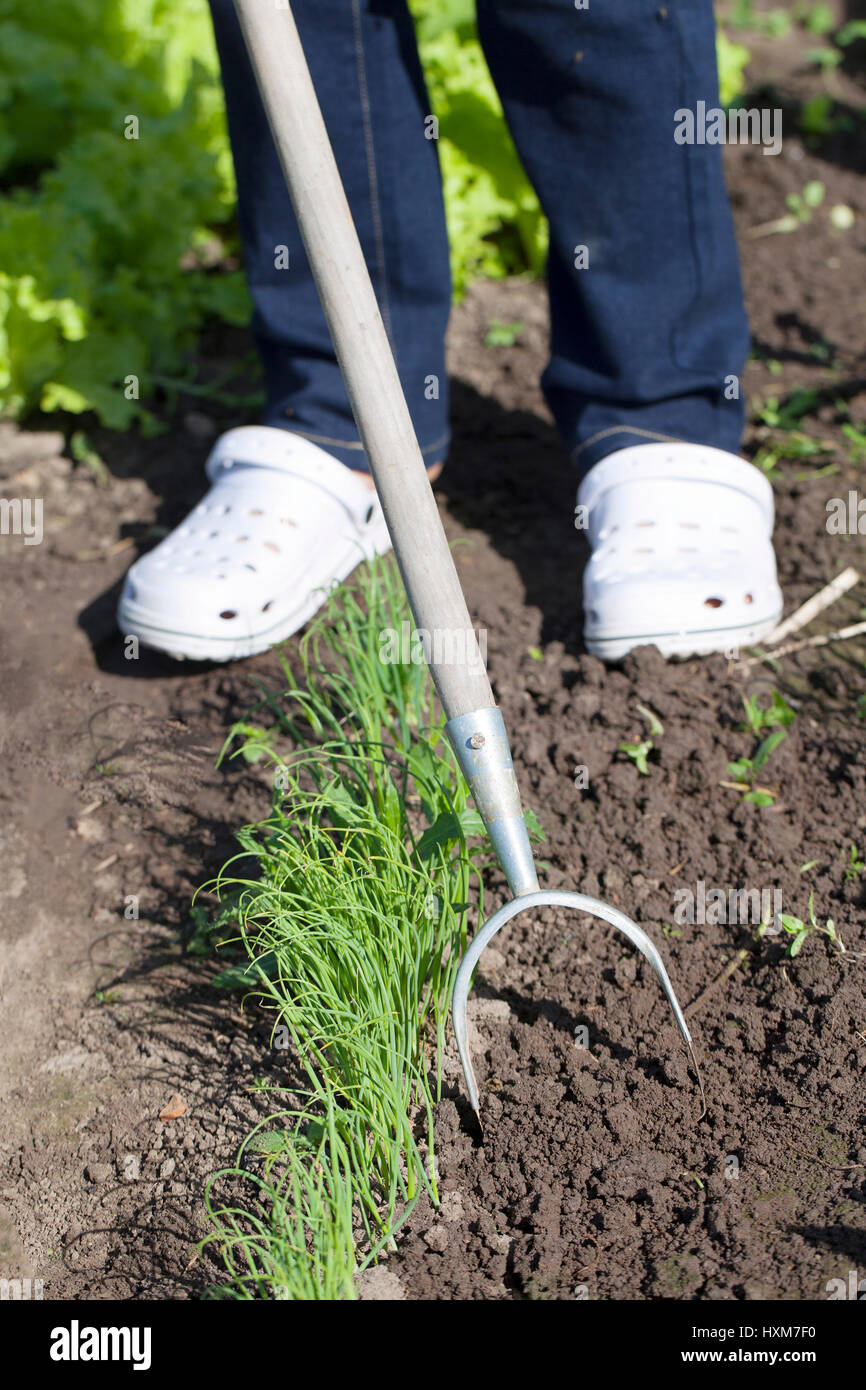 Weeding of small onions Stock Photo - Alamy