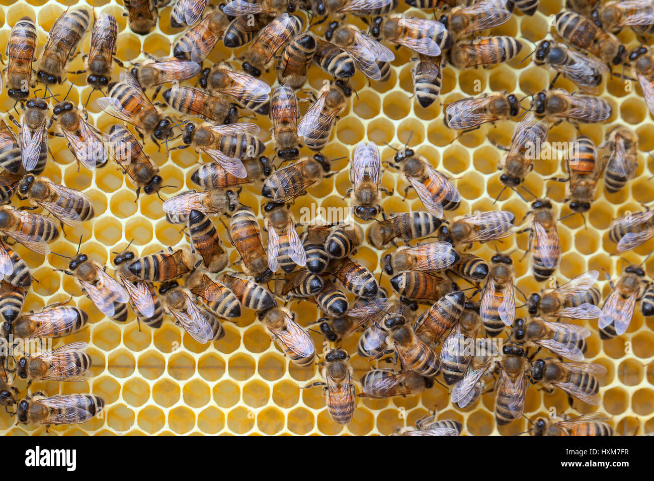 Bees on honeycombs Stock Photo - Alamy