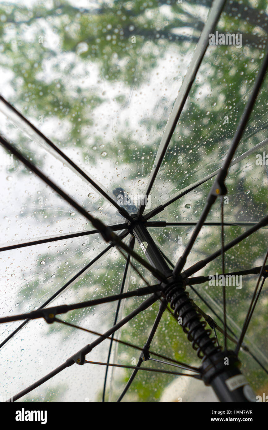 transparent umbrella under the rain with raindrops Stock Photo - Alamy