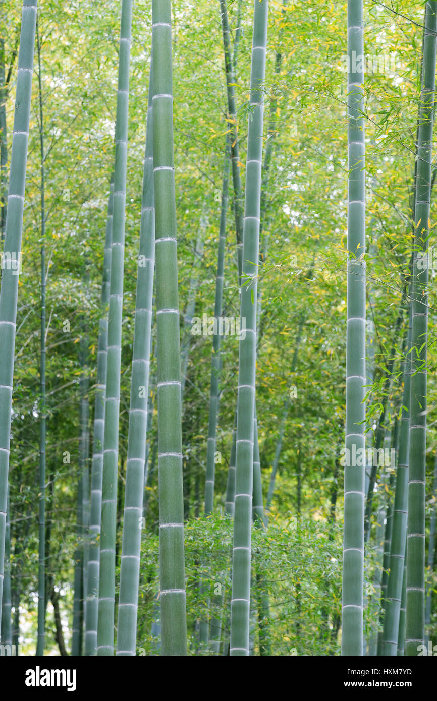 Bamboo groove from Arashiyama, Kyoto, Japan Stock Photo - Alamy