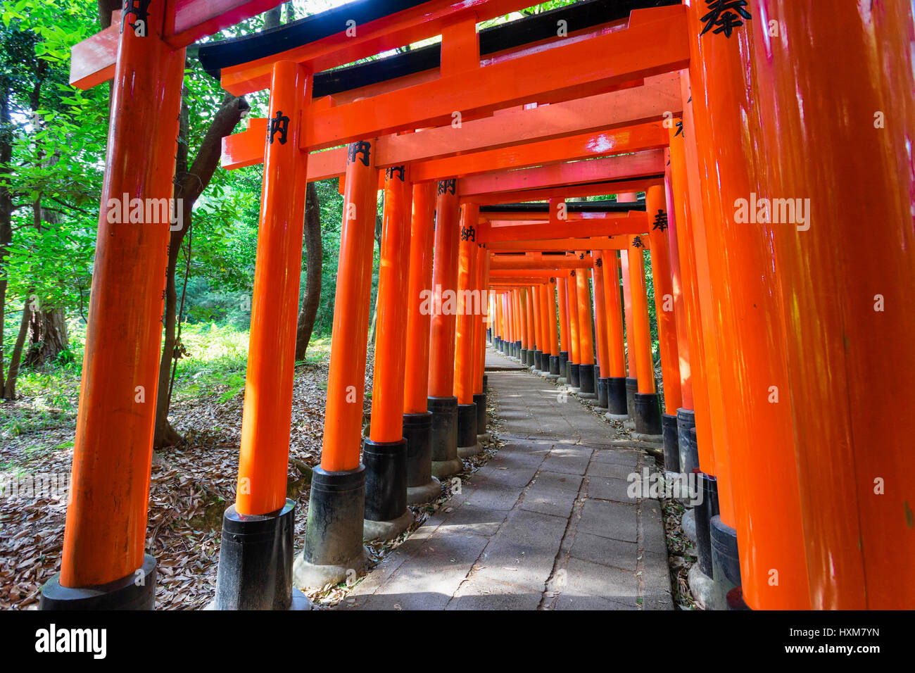 KYOTO, JAPAN - CIRCA APRIL 2016: Series of red Torii in shinto shrine ...