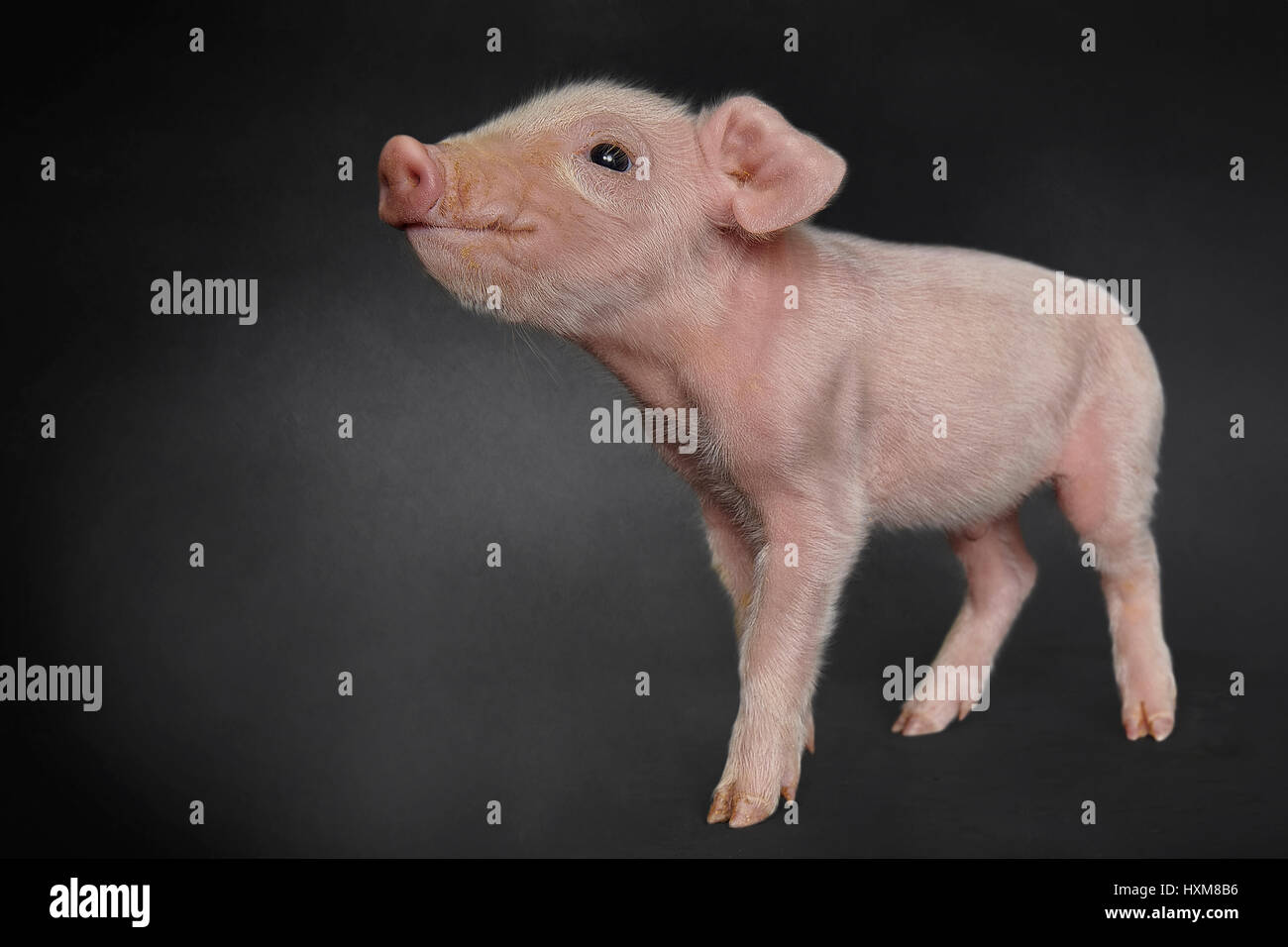 Adorable piglet hi-res stock photography and images - Alamy
